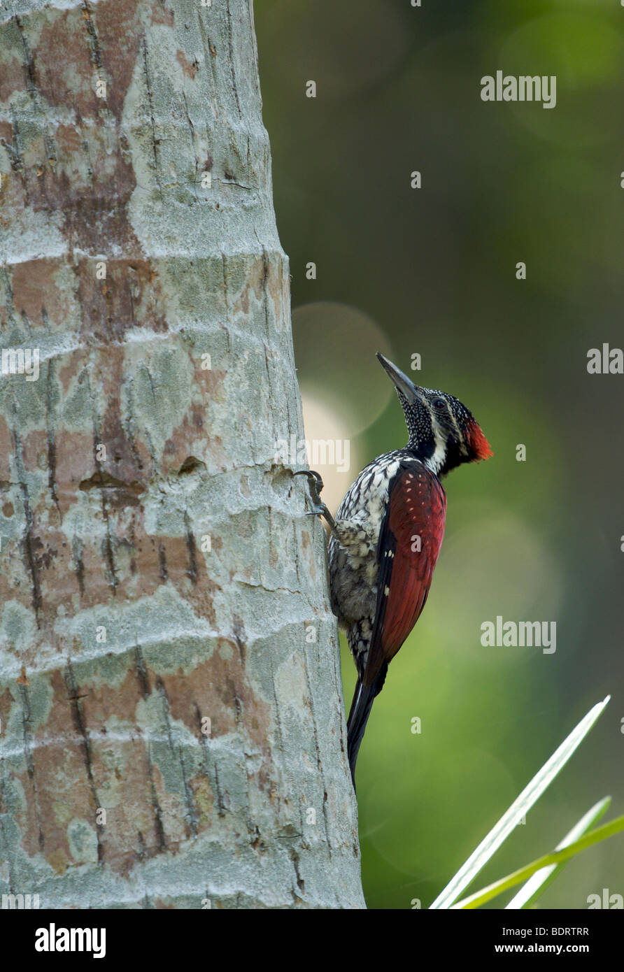 Crimson backed flameback hi-res stock photography and images - Alamy