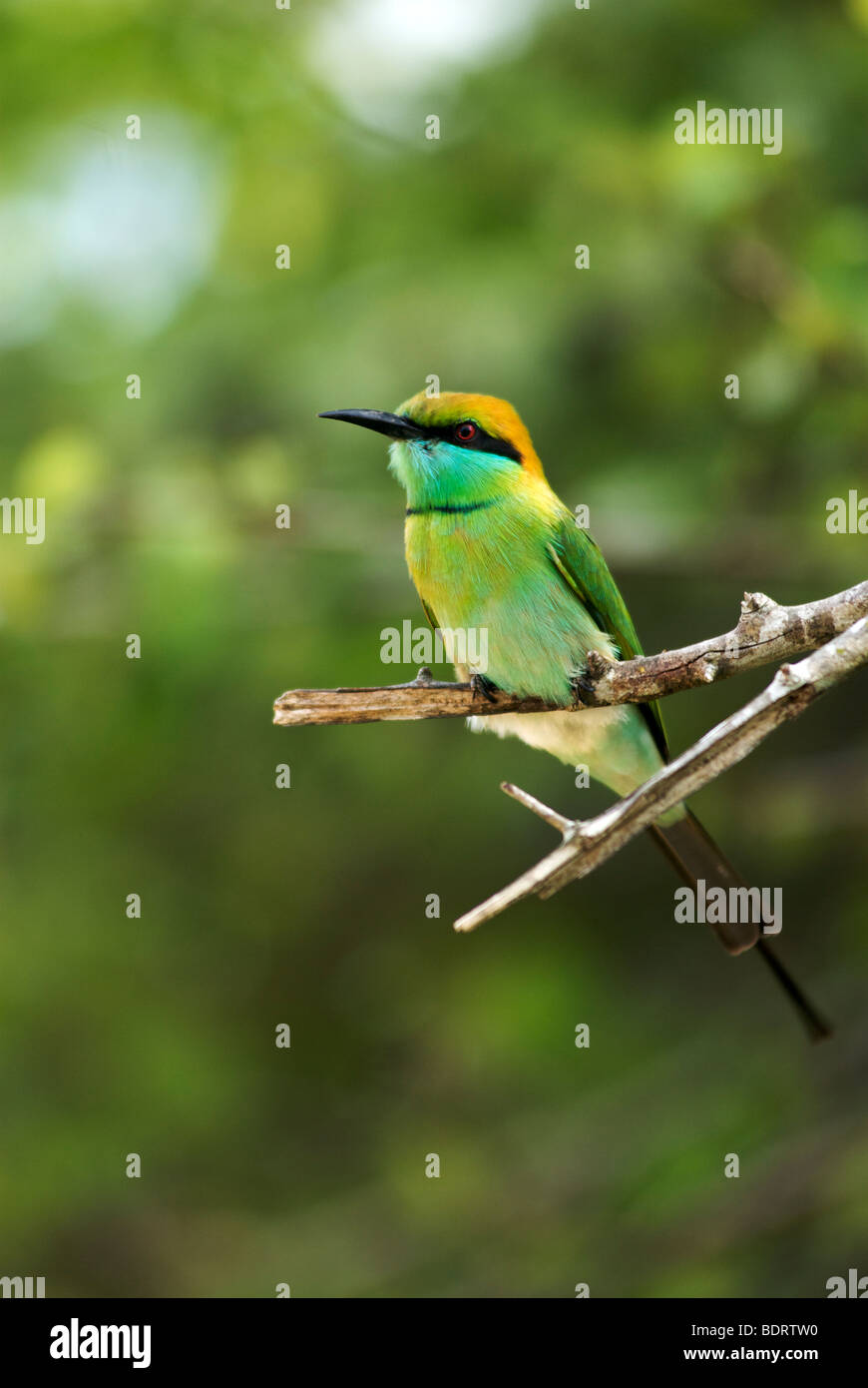 Green bee eater in sri lanka hi-res stock photography and images - Alamy