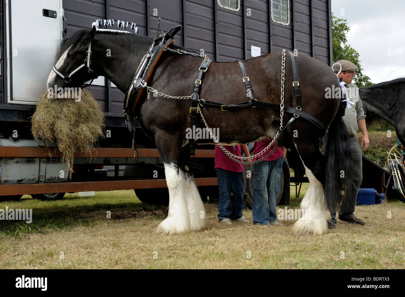 Shire Horse at th Wolferton Scarecrows 2009 Stock Photo - Alamy