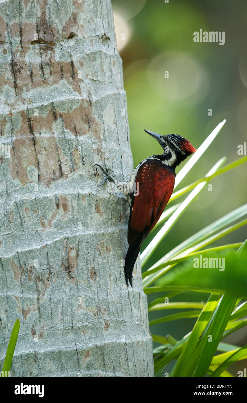 A Crimson-backed (Flameback) woodpecker, Sri Lanka Stock Photo - Alamy