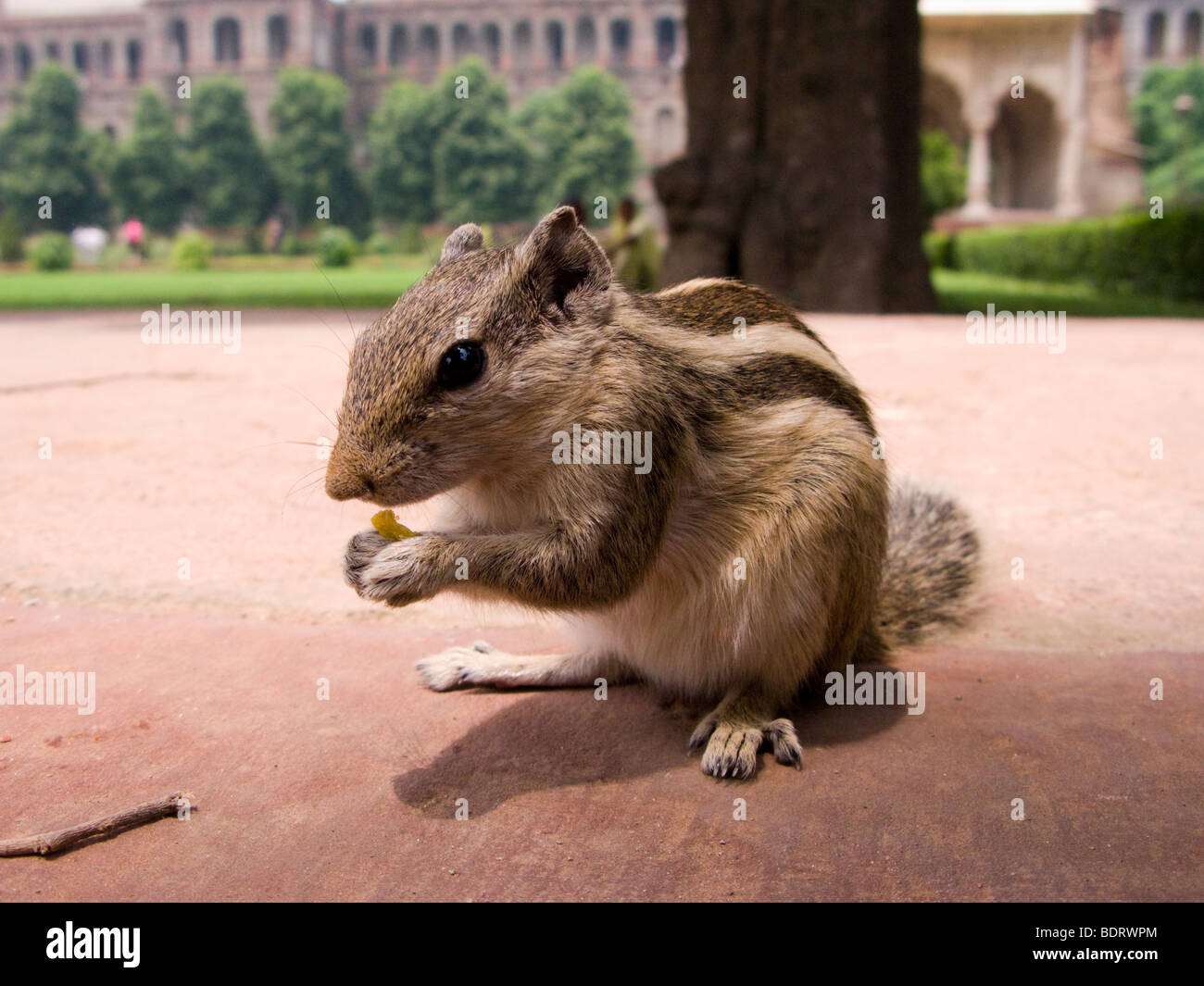 A Northern Palm Squirrel (Funambulus pennantii) also called the Five ...