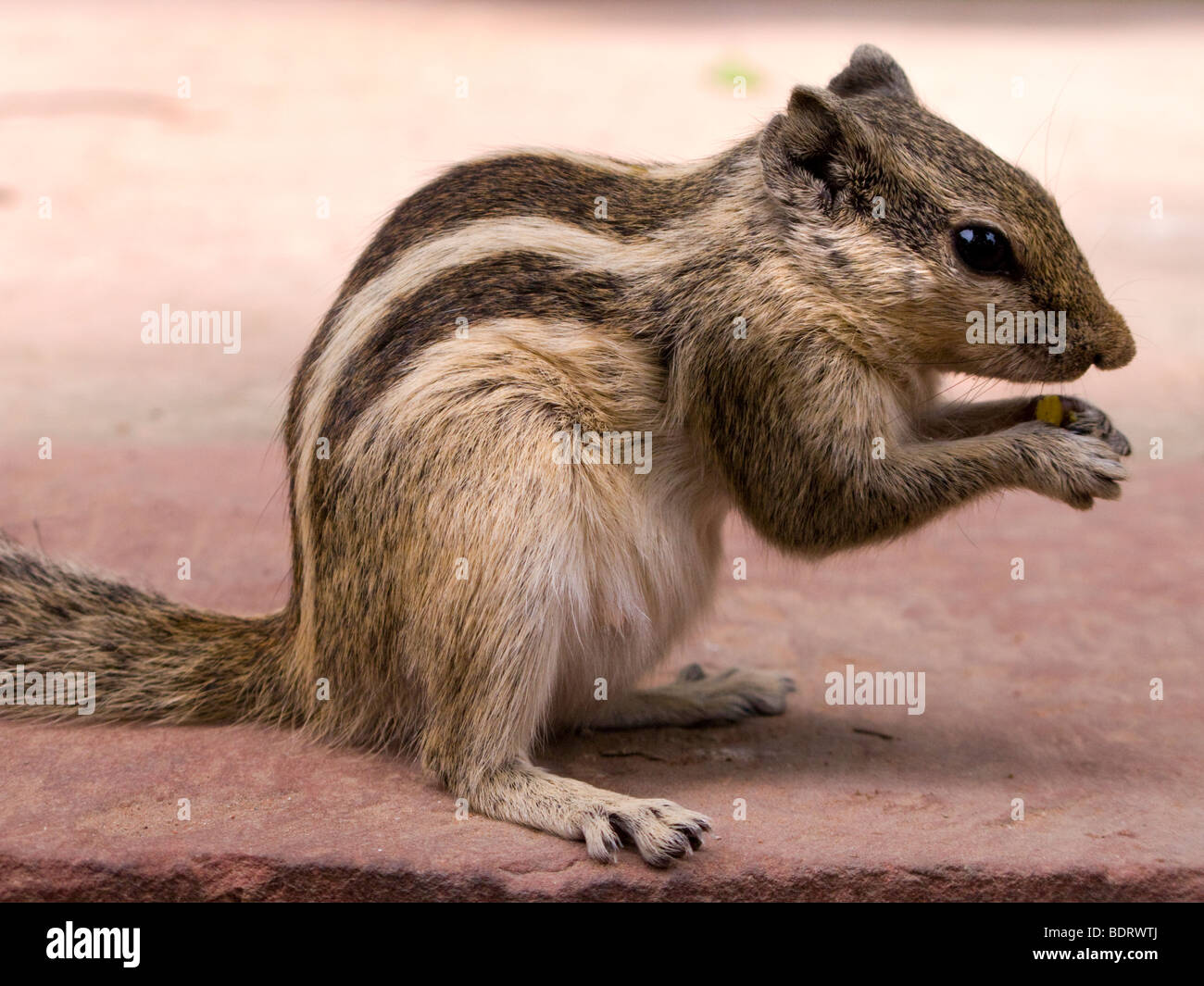 5 striped squirrel hi-res stock photography and images - Alamy
