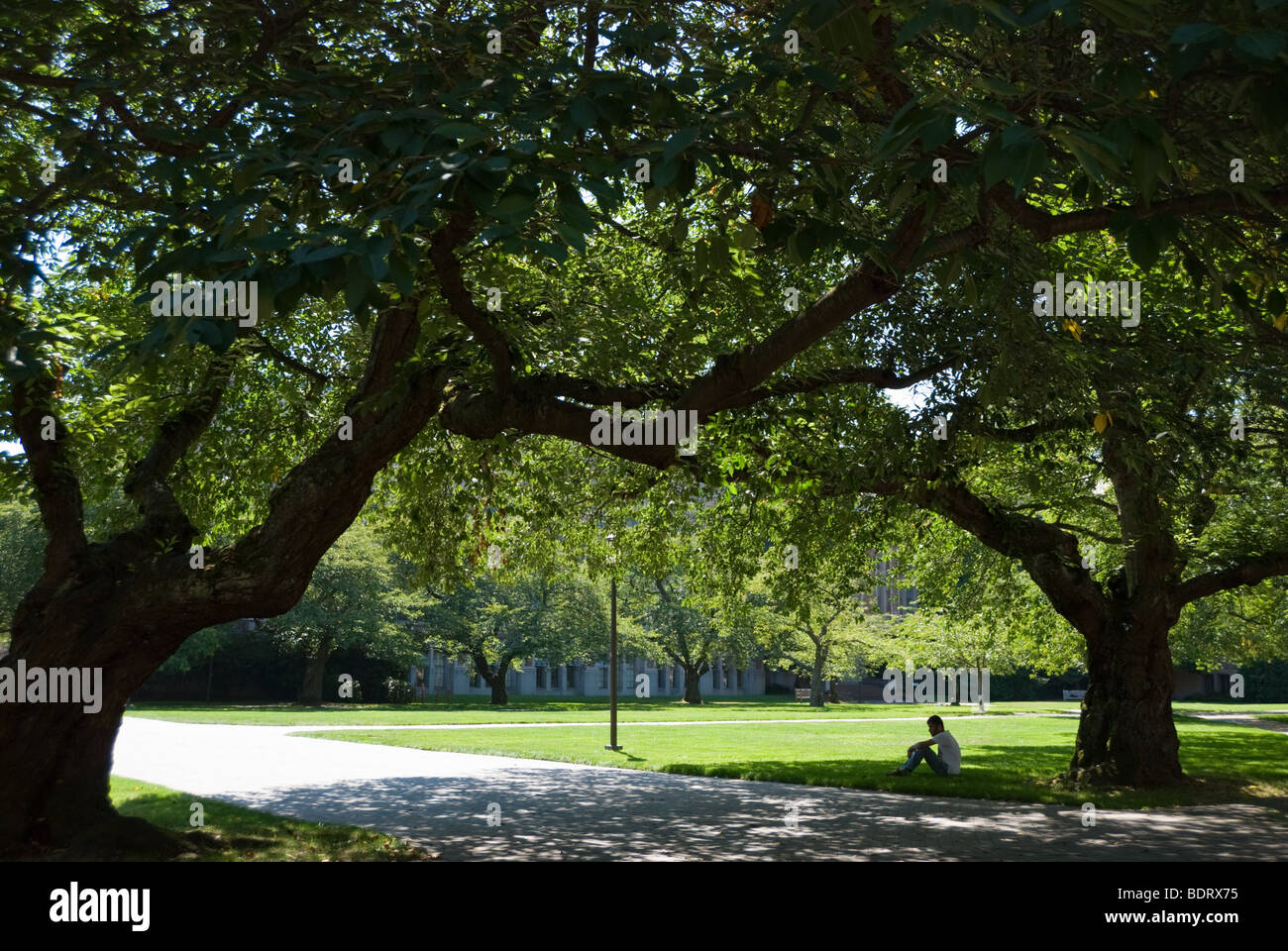 University of washington quad hi-res stock photography and images - Alamy