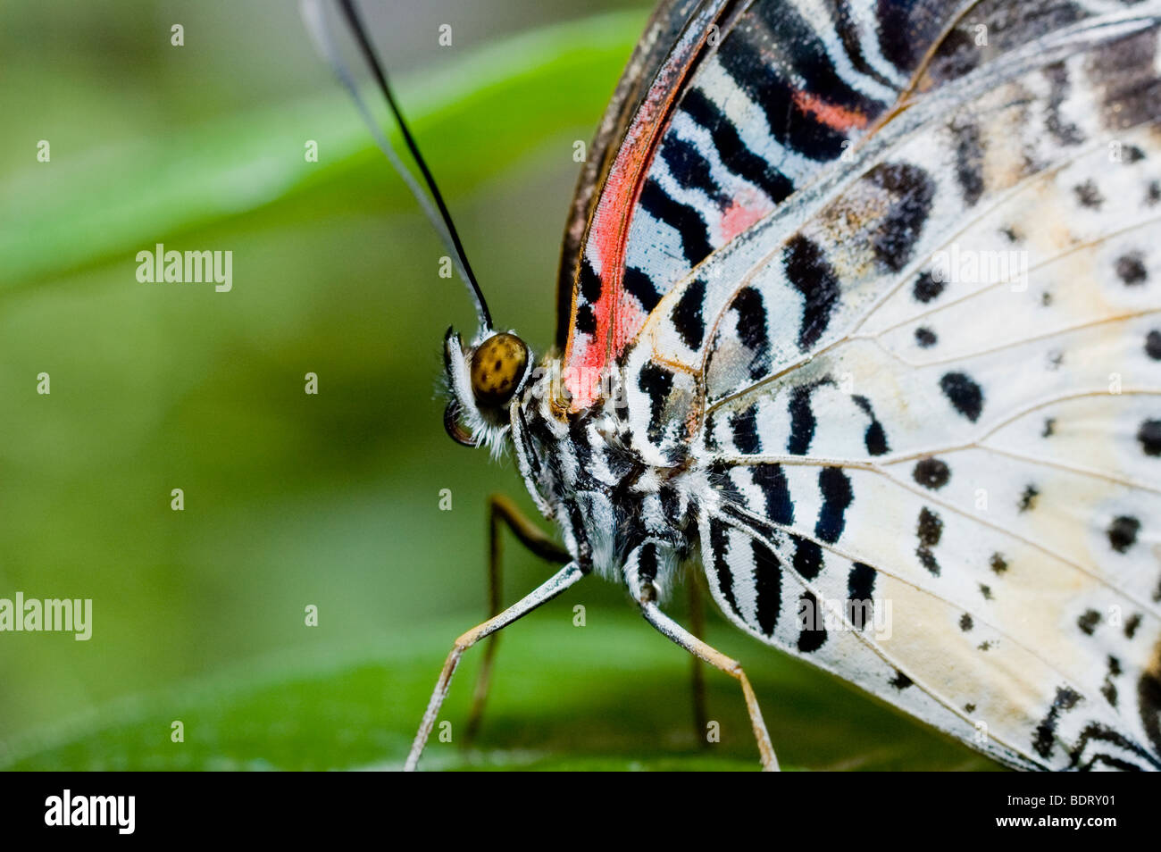 White, black and red butterfly on a green leaf Stock Photo - Alamy