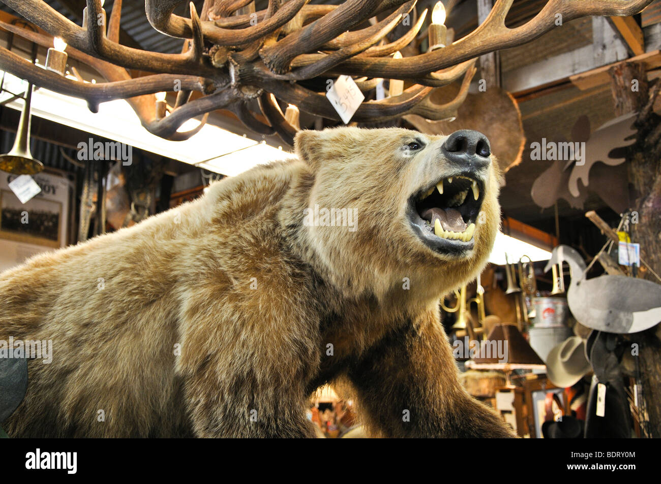 Animal trophy hi-res stock photography and images - Alamy