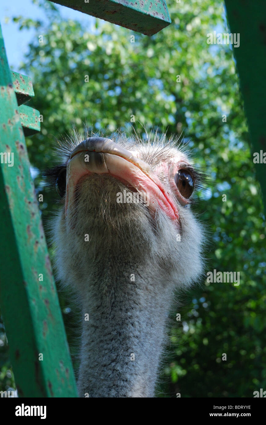 Ostrichs head hi-res stock photography and images - Alamy