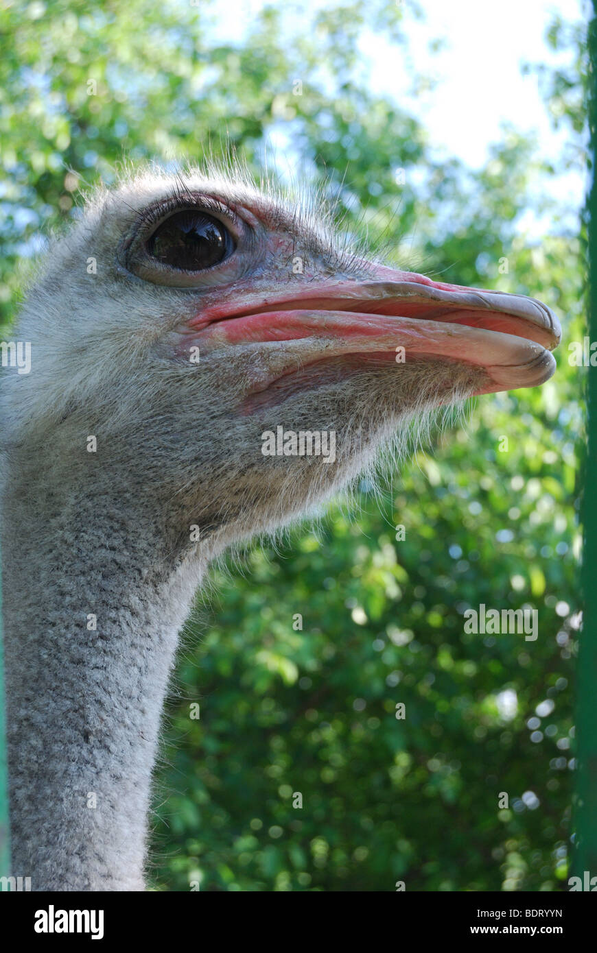 Ostrichs head hi-res stock photography and images - Alamy