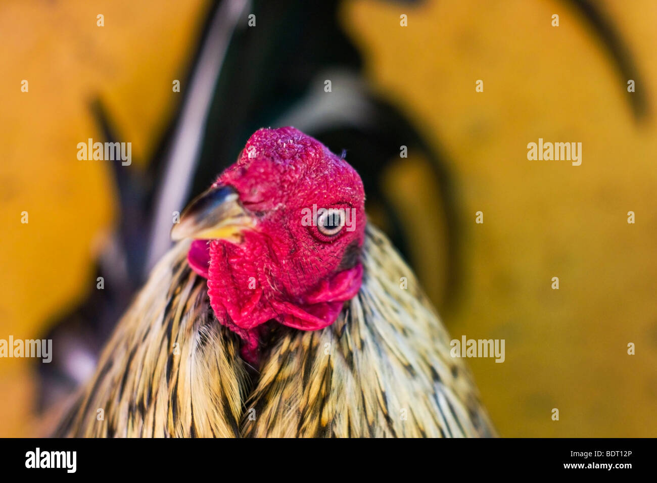 Rooster looking directly at camera Stock Photo - Alamy