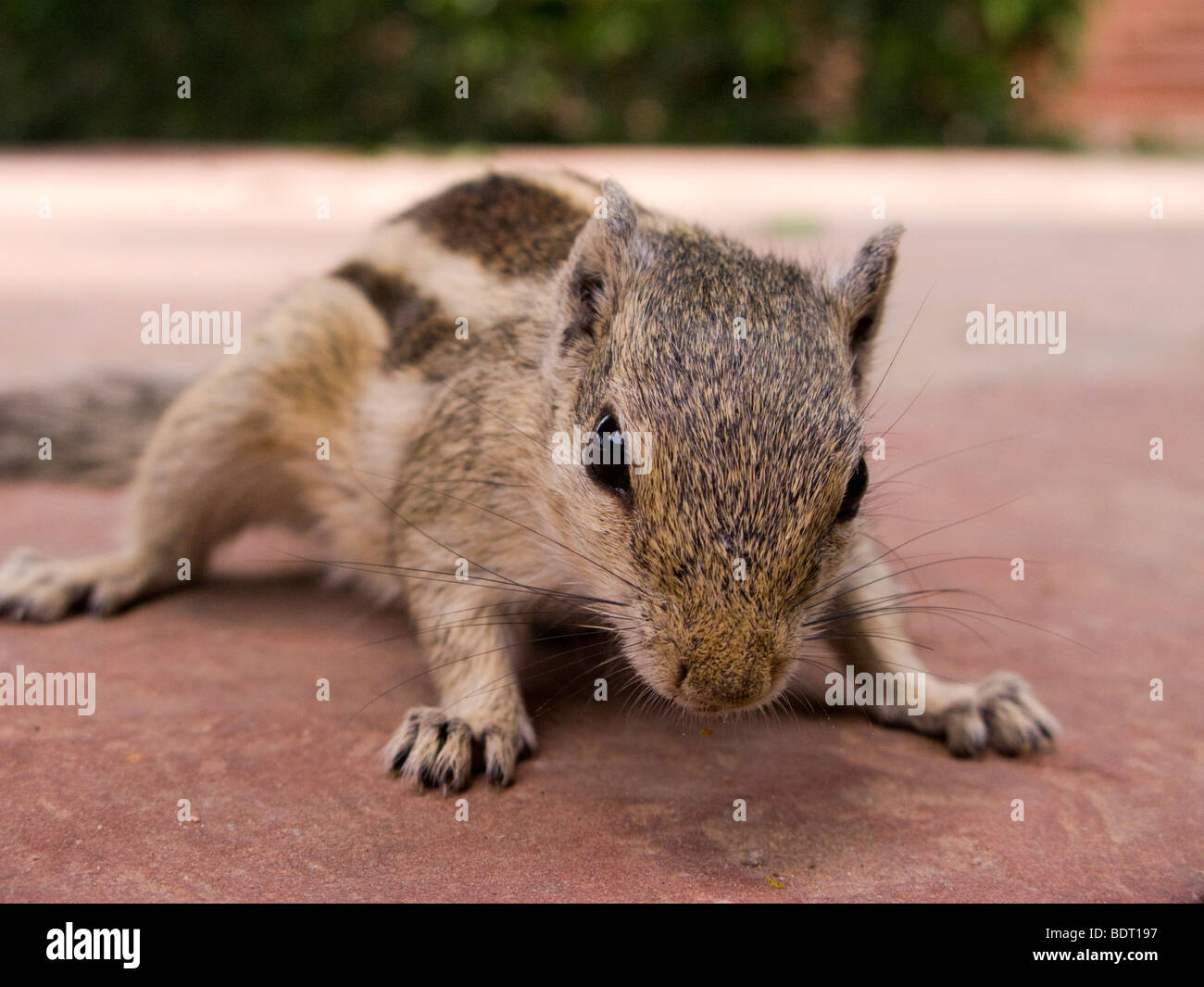 A Northern Palm Squirrel (Funambulus pennantii) also called the Five ...