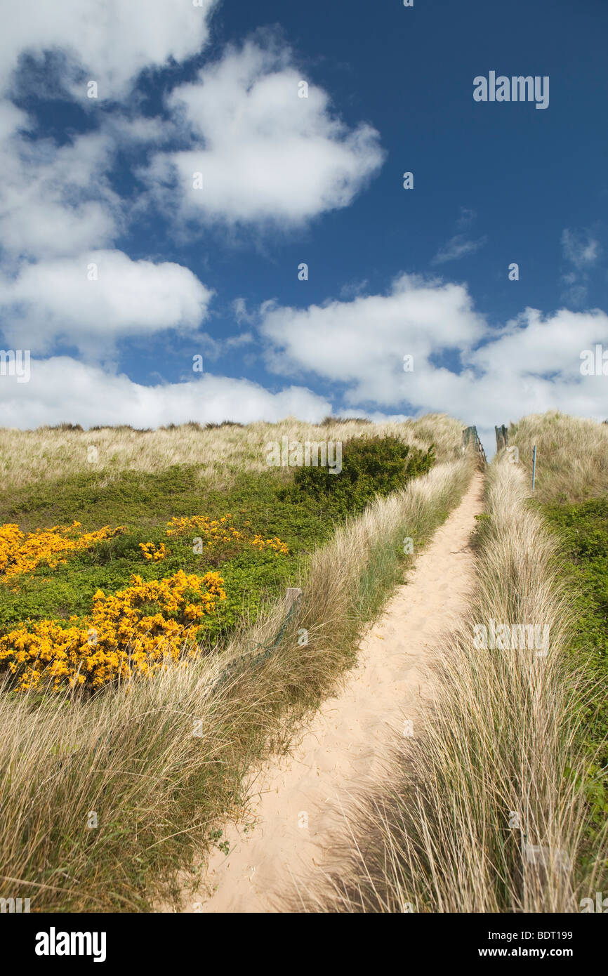 UK, England, Norfolk, Sea Palling, footpath through dunes to beach ...