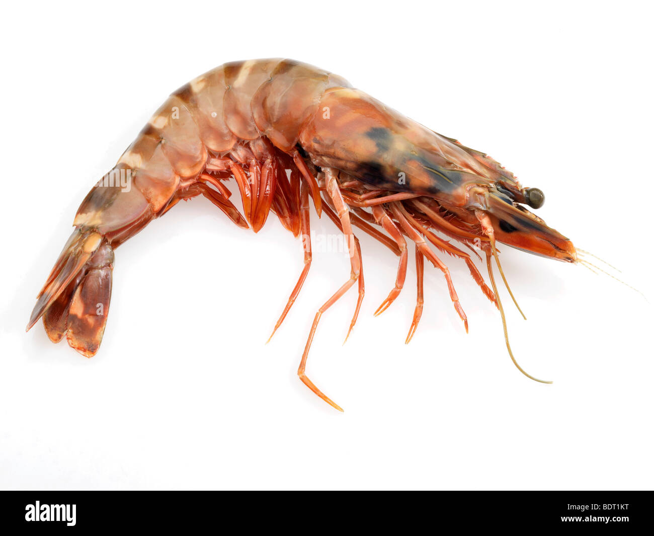 King prawn shrimp hi-res stock photography and images - Alamy