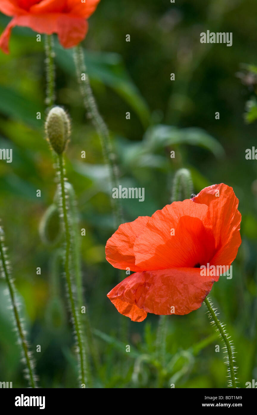 Wild Common Poppy (Papaver rhoeas). Kent, UK, July Stock Photo - Alamy