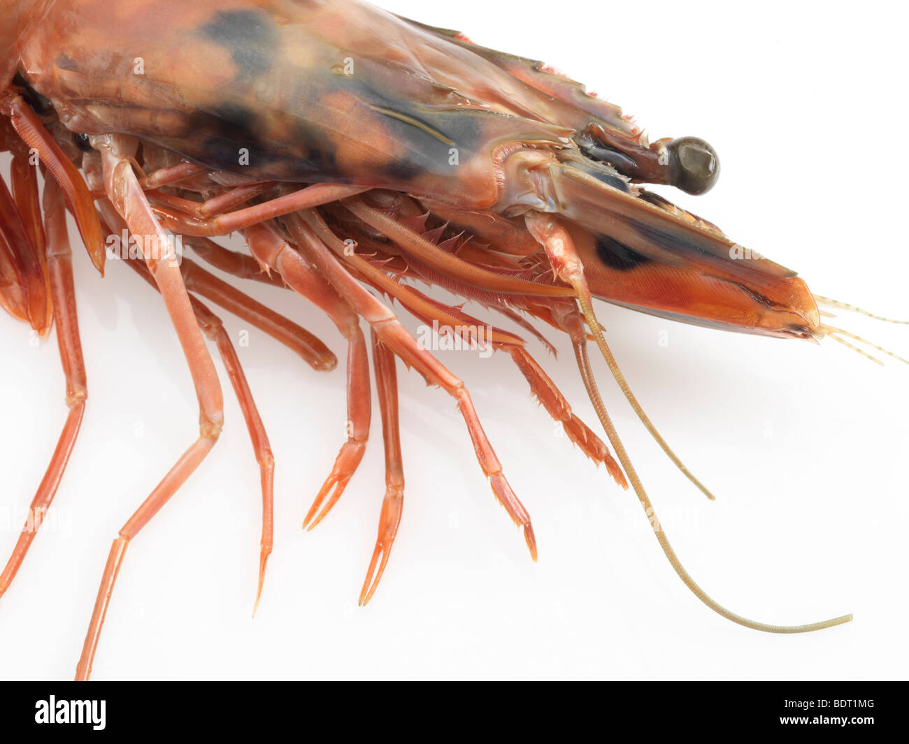 Gamba hi-res stock photography and images - Alamy
