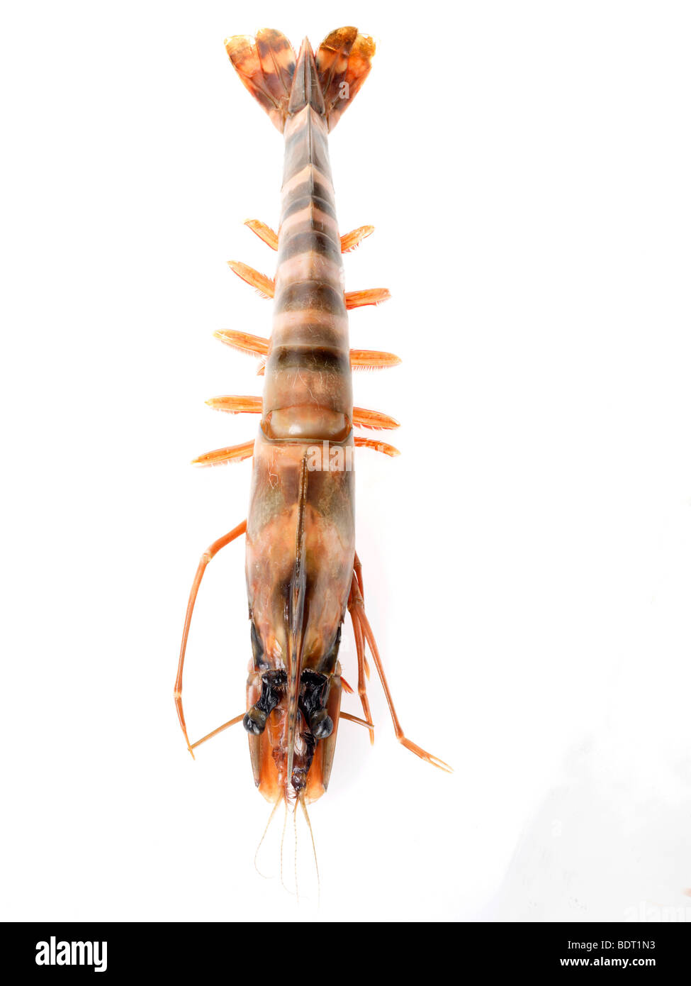 Gamba hi-res stock photography and images - Alamy