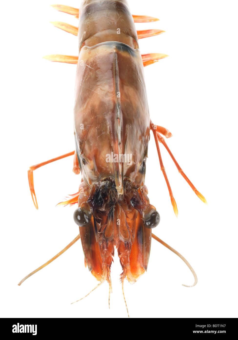 Gamba hi-res stock photography and images - Alamy