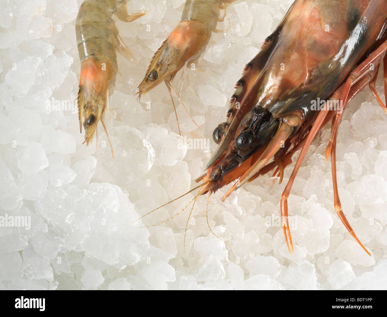 Gamba prawns hi-res stock photography and images - Alamy