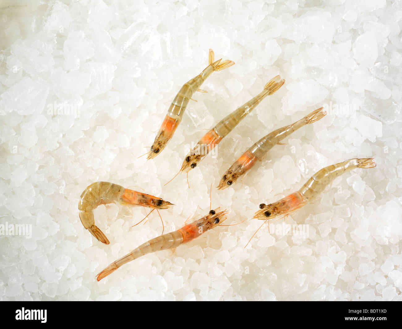 King fish on ice hi-res stock photography and images - Alamy