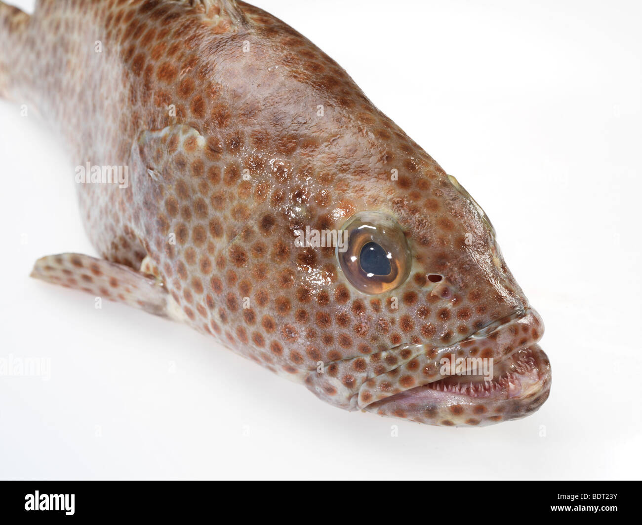 Spotted Grouper Fish Stock Photo - Alamy
