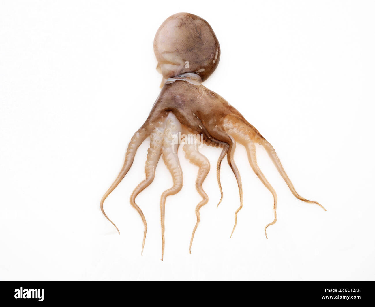 Octopus & Baby Octopus Stock Photo - Alamy