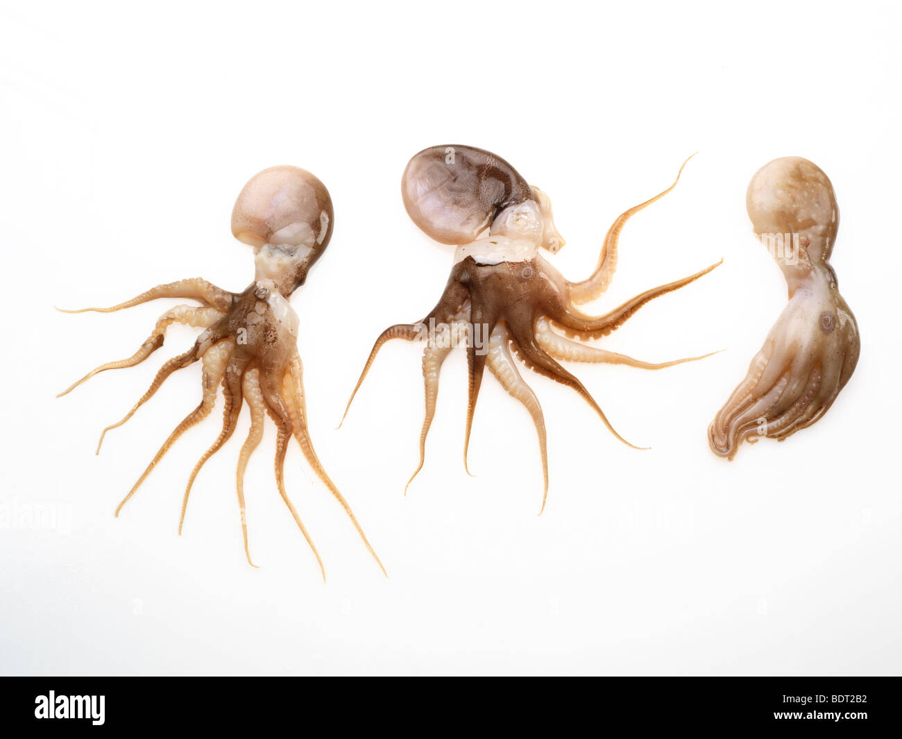 Octopus & Baby Octopus, photographed on a white background Stock Photo ...