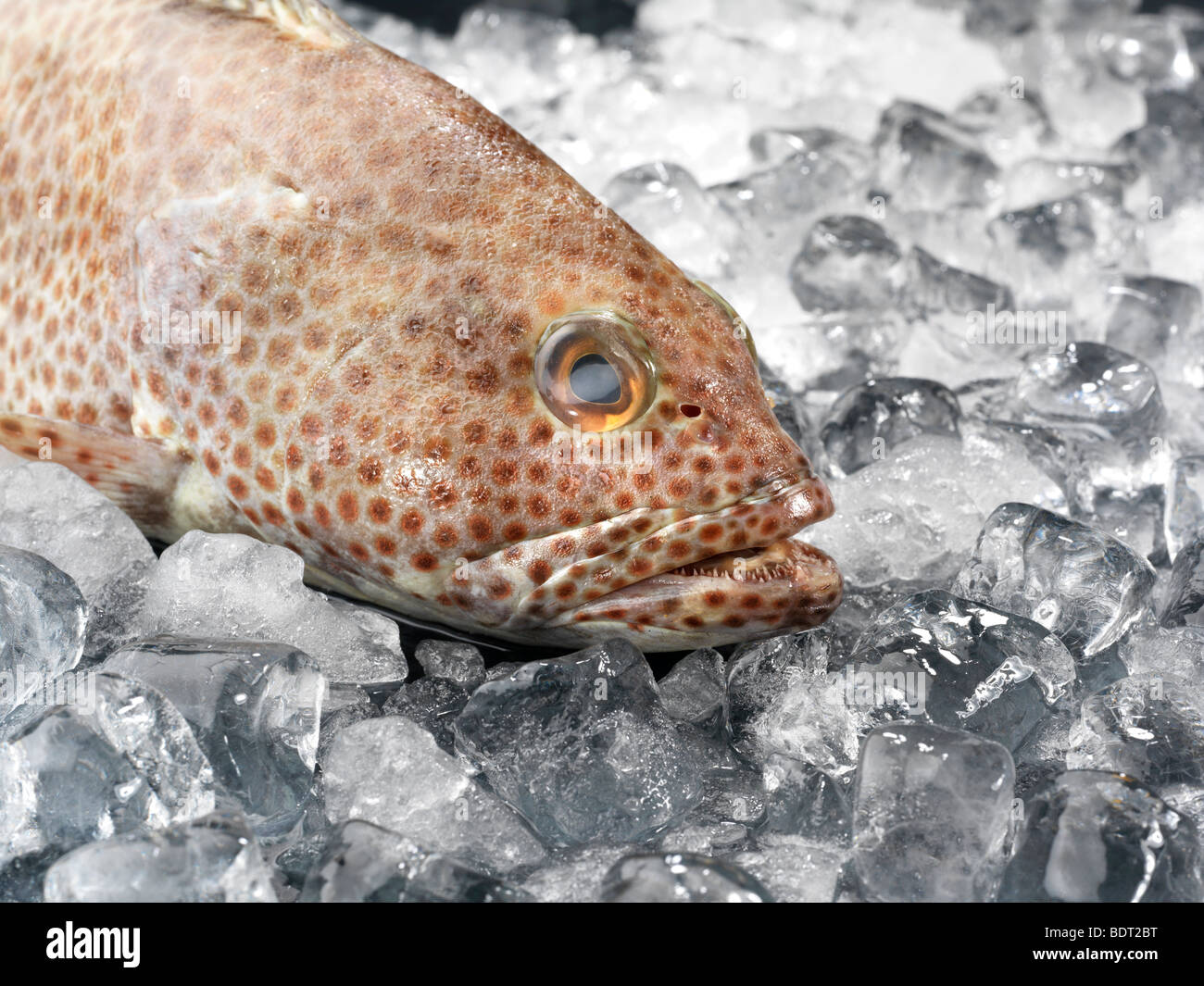 Spotted Grouper Fish High Resolution Stock Photography and Images - Alamy