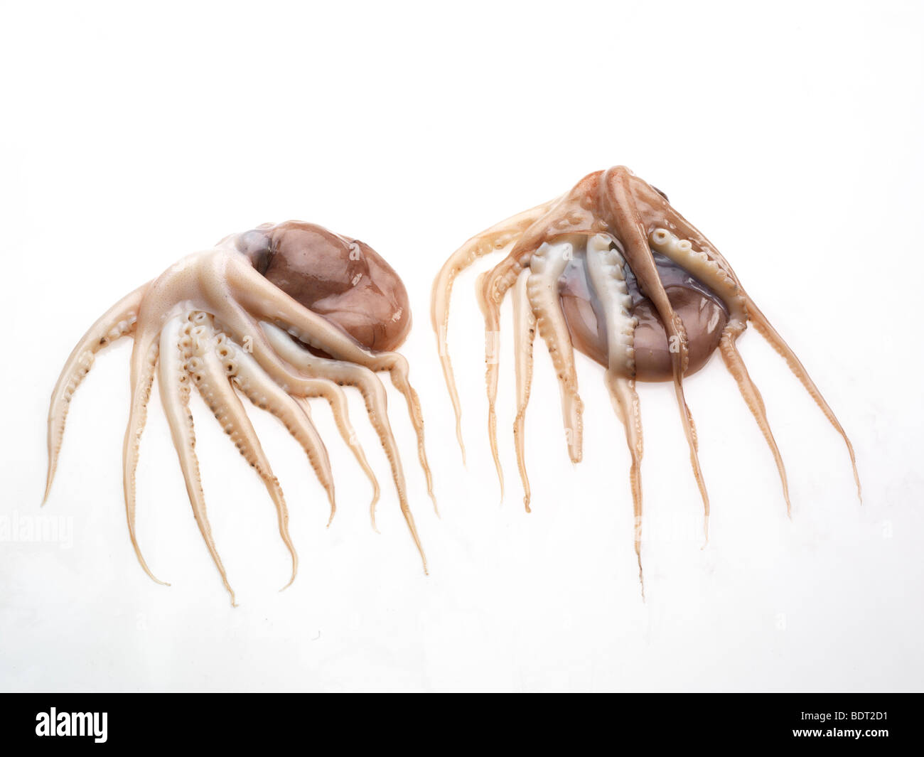 2 Octopus & Baby Octopus Stock Photo - Alamy