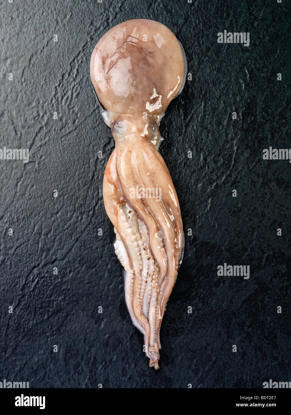 Octopus & Baby Octopus Stock Photo - Alamy