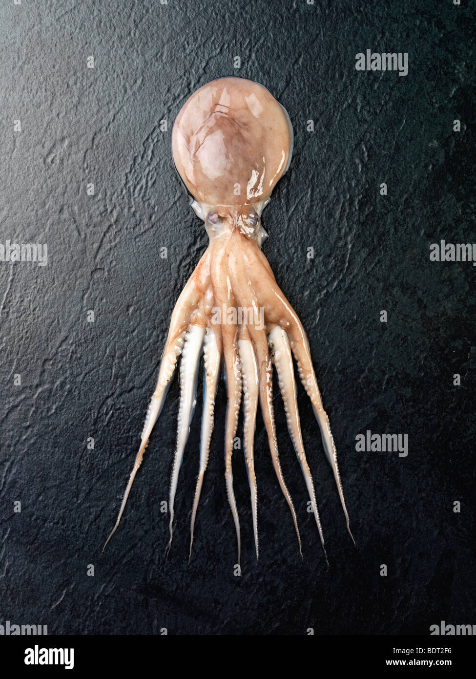 Octopus & Baby Octopus Stock Photo - Alamy
