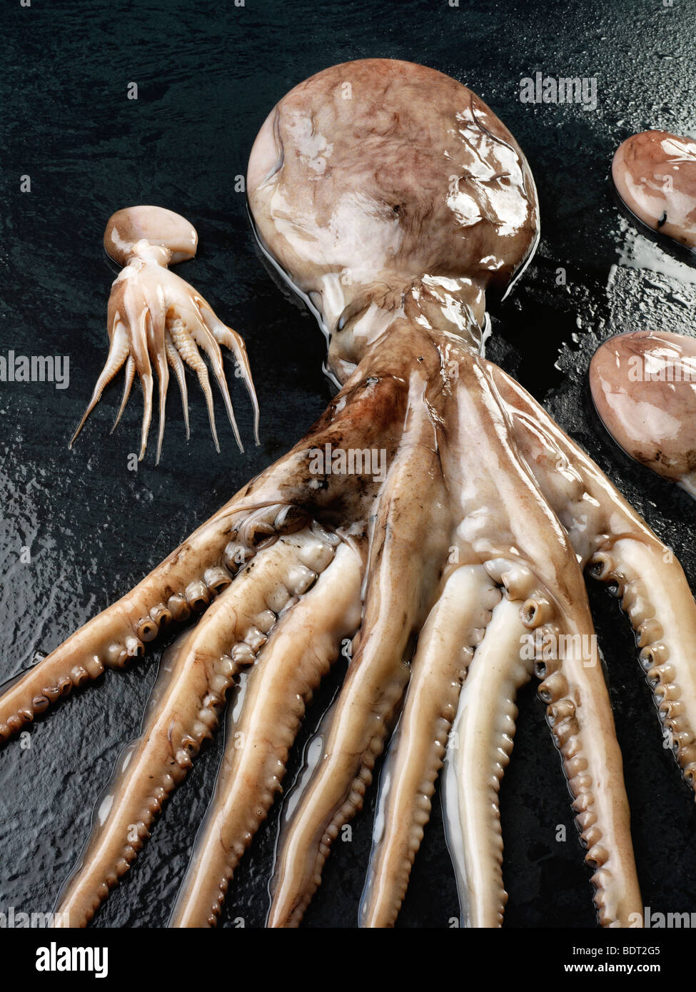 Octopus & Baby Octopus Stock Photo - Alamy