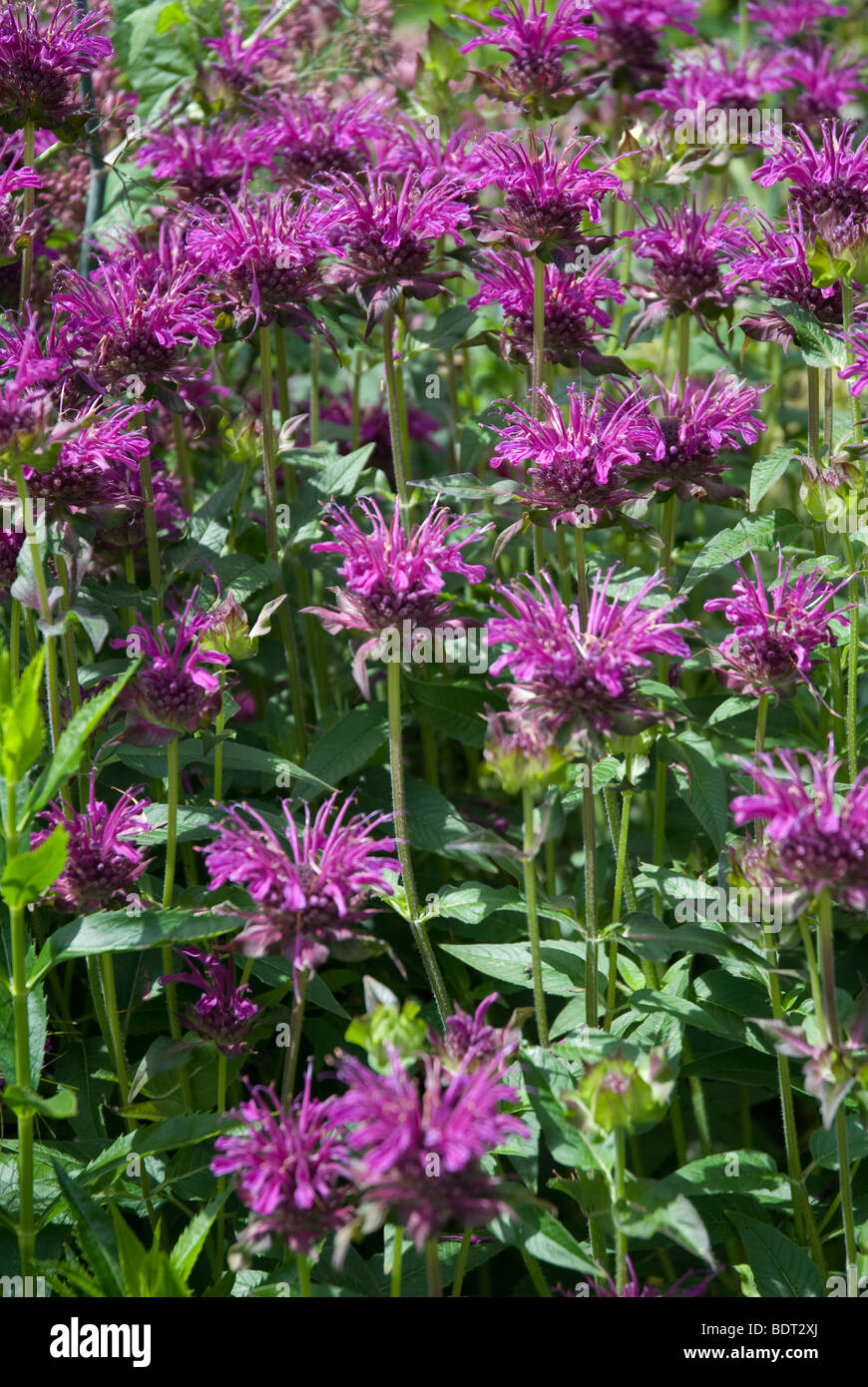 Labiatae hi-res stock photography and images - Alamy