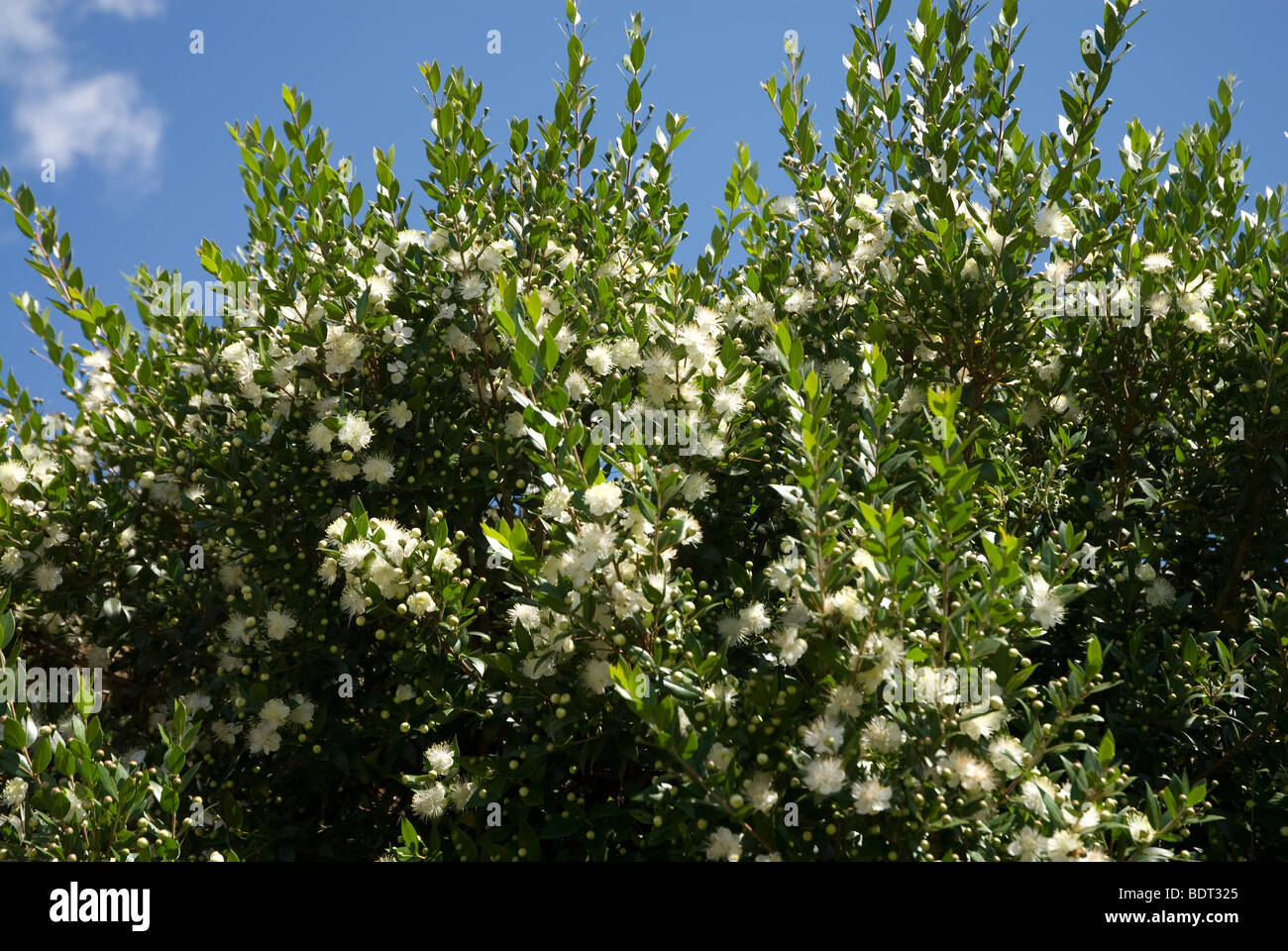 Myrtaceae hi-res stock photography and images - Alamy
