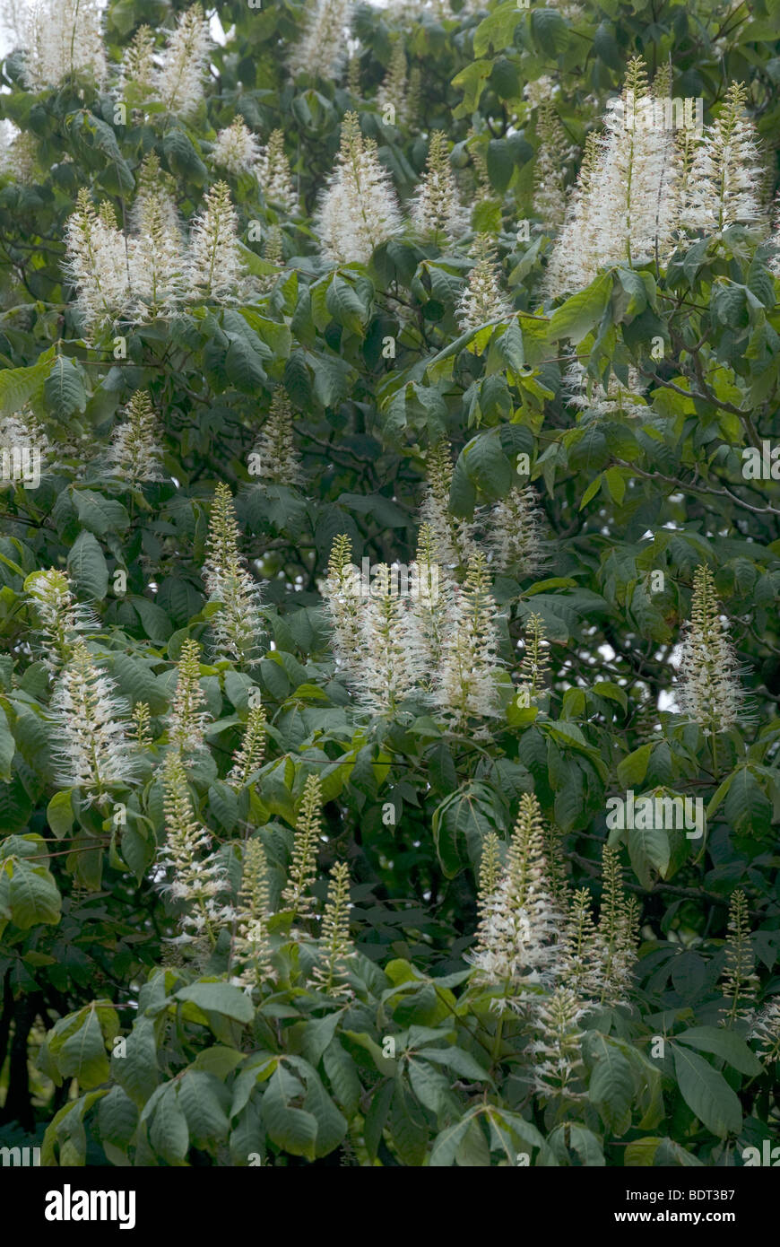 Dwarf Buckeye Aesculus, white flowering tree Stock Photo - Alamy