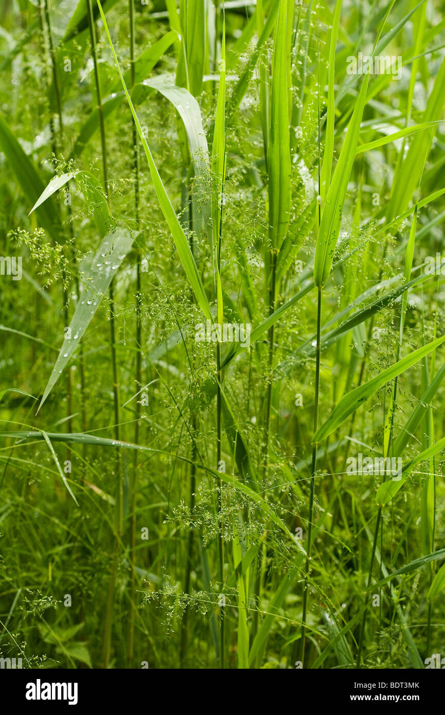 Reeds and meadow grasses in Woodwalton Fen, Cambridgeshire Stock Photo ...
