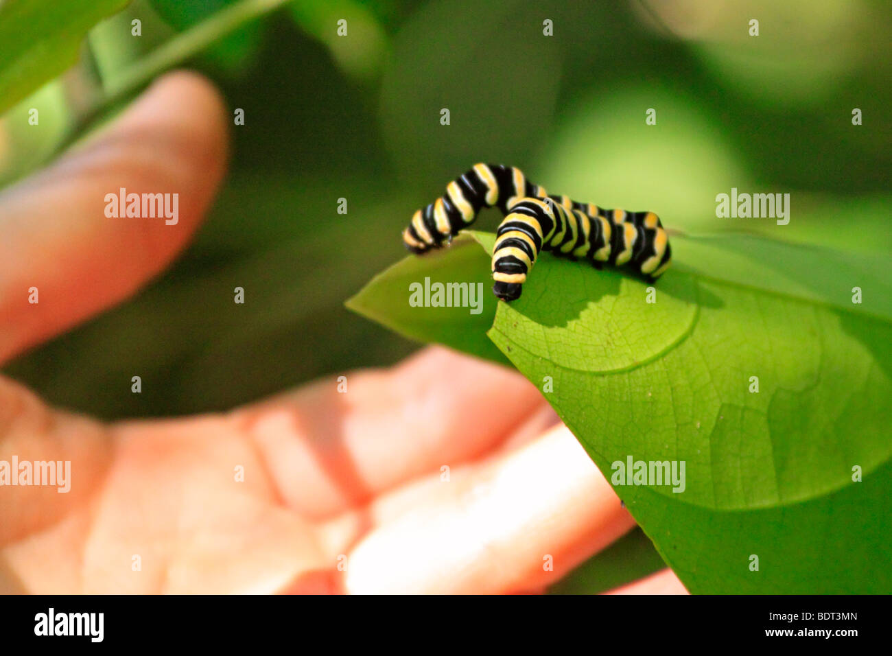 caterpillars in the jungle at Tambopata National Reserve, Peru, South ...