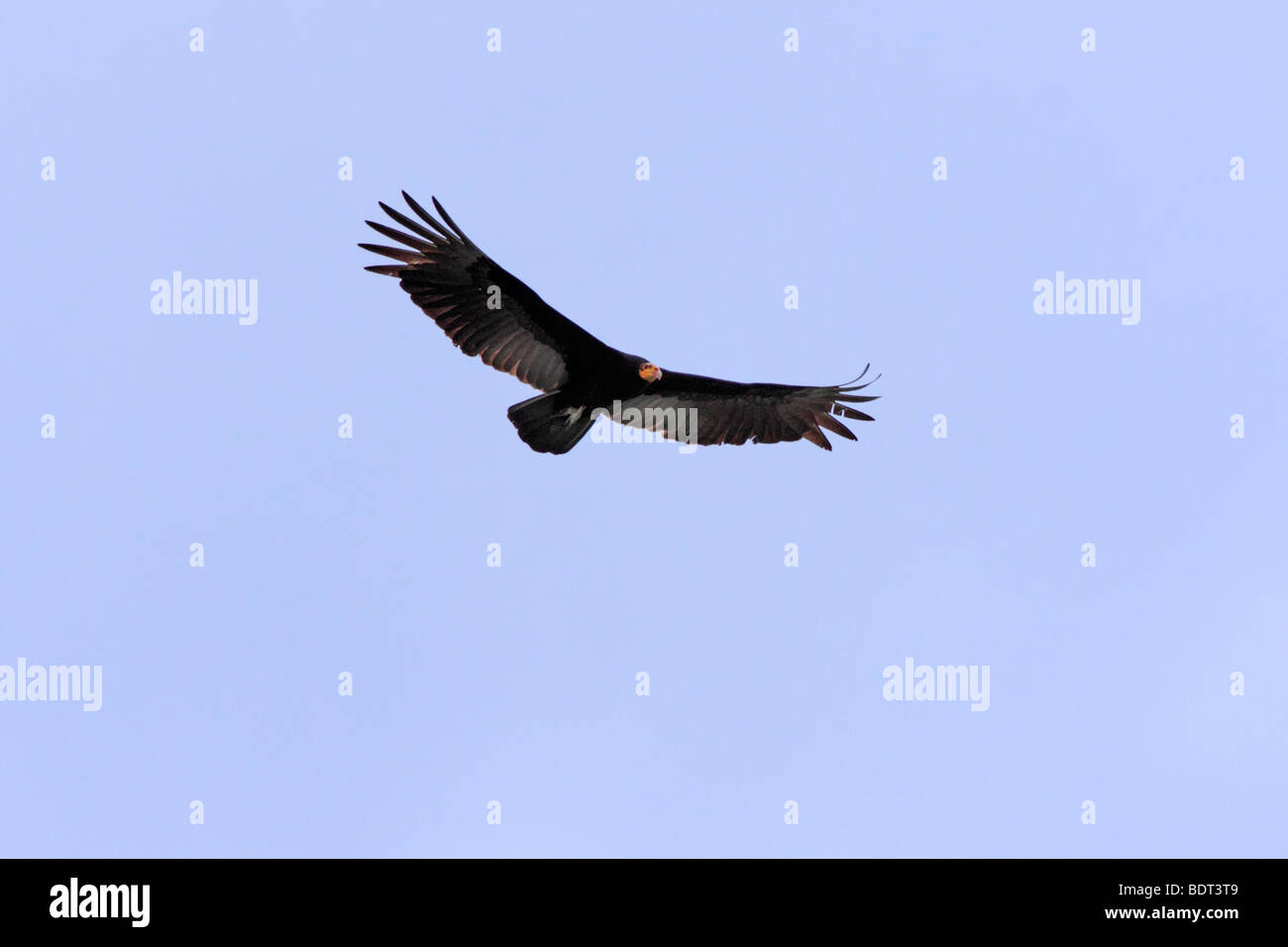 yellow-headed vulture, Tambopata National Reserve, Peru, South America ...