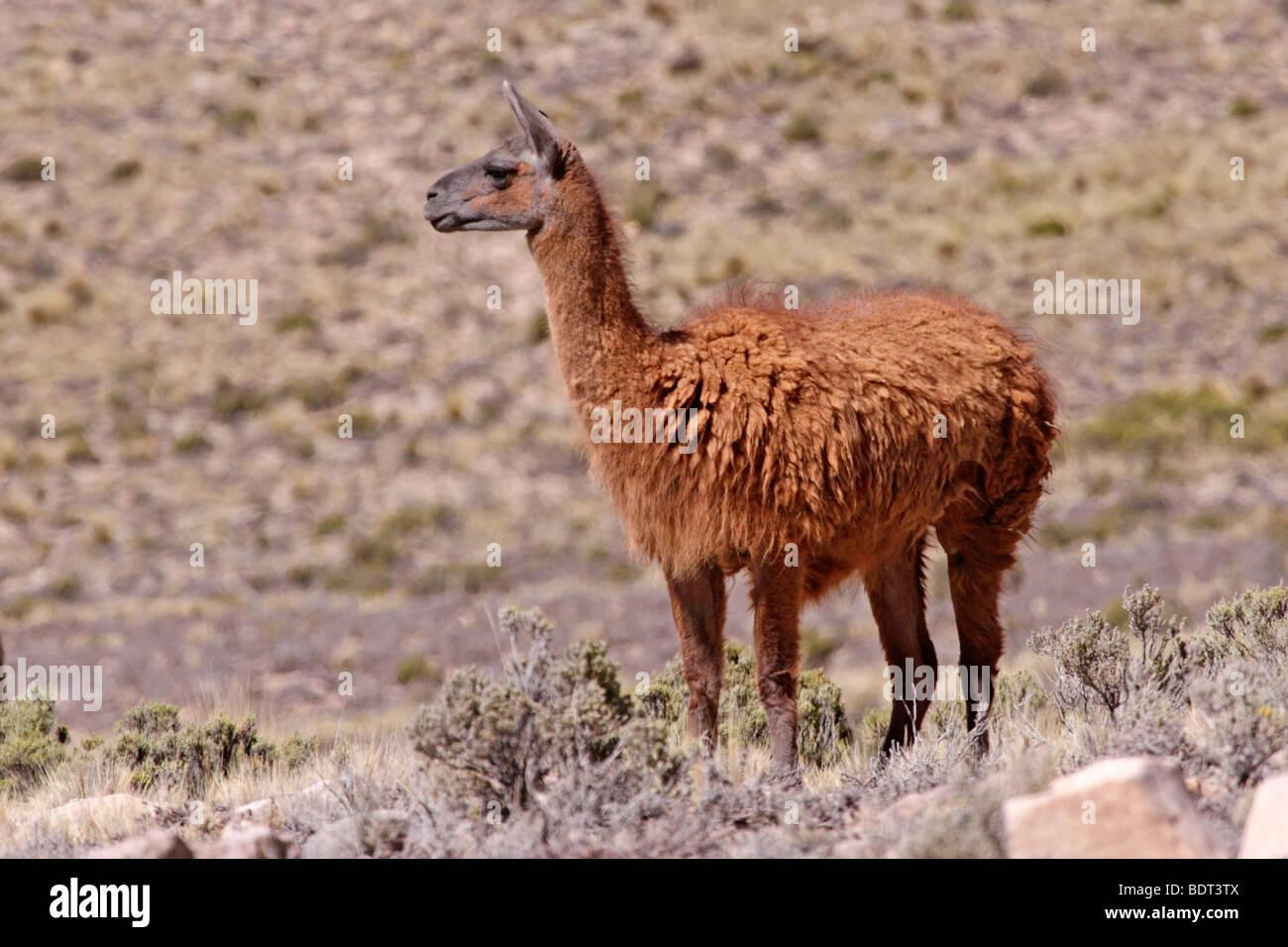 llamas in the Peruvian Mountains near Aequipa Stock Photo - Alamy