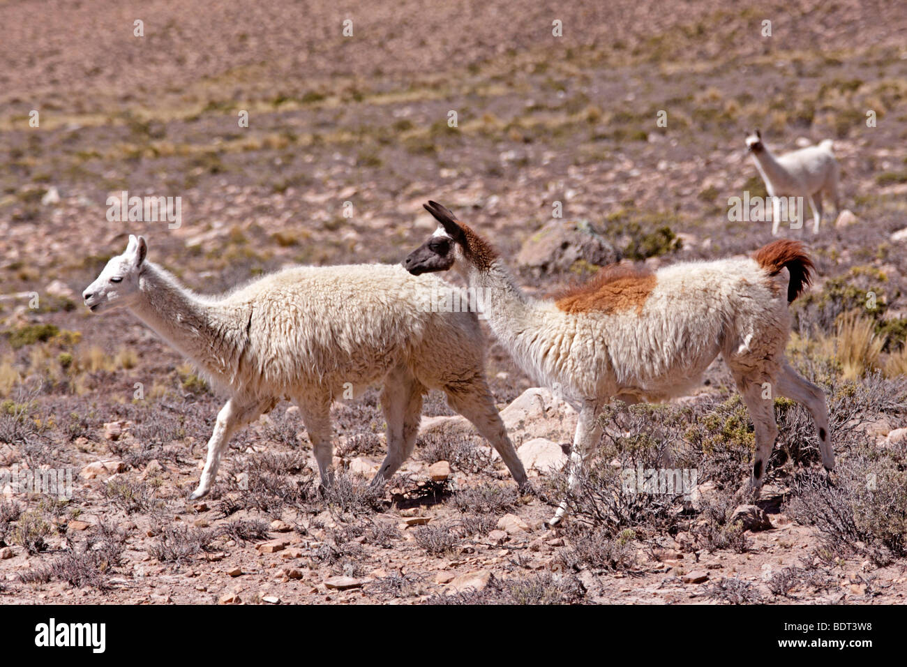 llamas in the Peruvian Mountains near Aequipa Stock Photo - Alamy