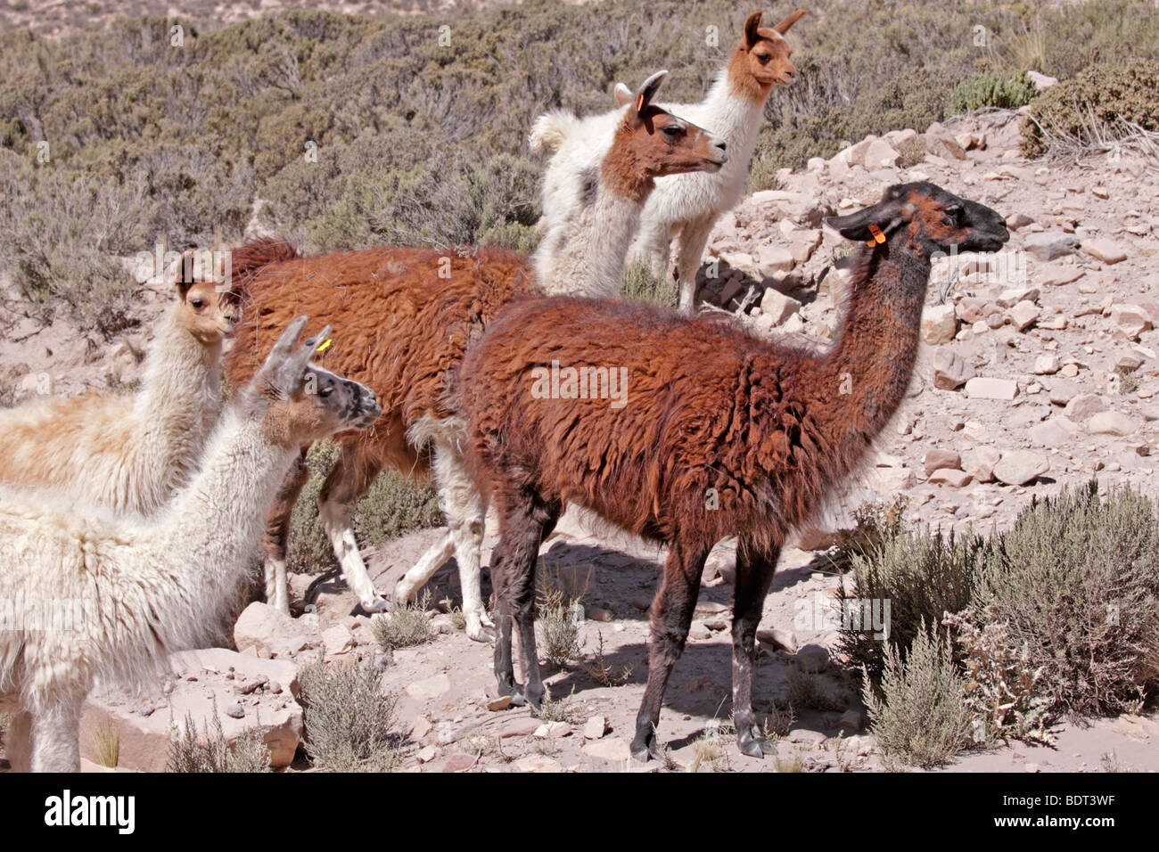 llamas in the Peruvian Mountains near Aequipa Stock Photo - Alamy