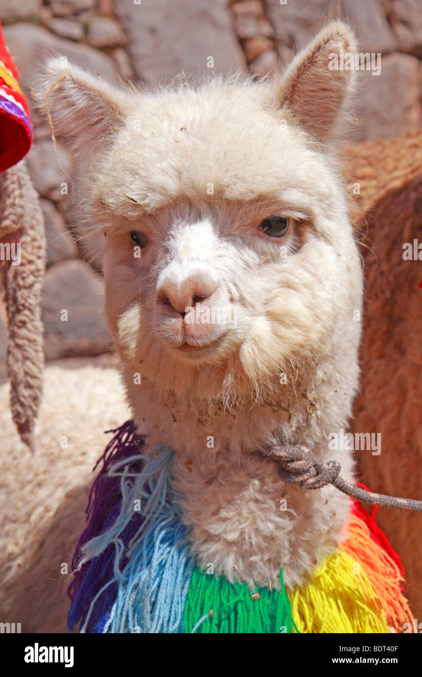 alpaca at Sacsayhuaman near Cuzco in the Andes Mountains, Peru Stock ...