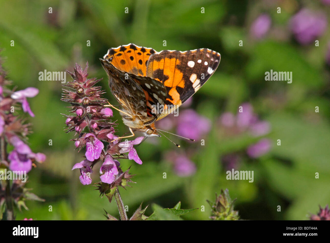 butterfly Painted Lady (Vanessa cardui Stock Photo - Alamy