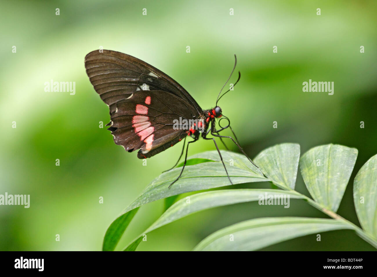 Tropical rain forest butterfly hi-res stock photography and images - Alamy
