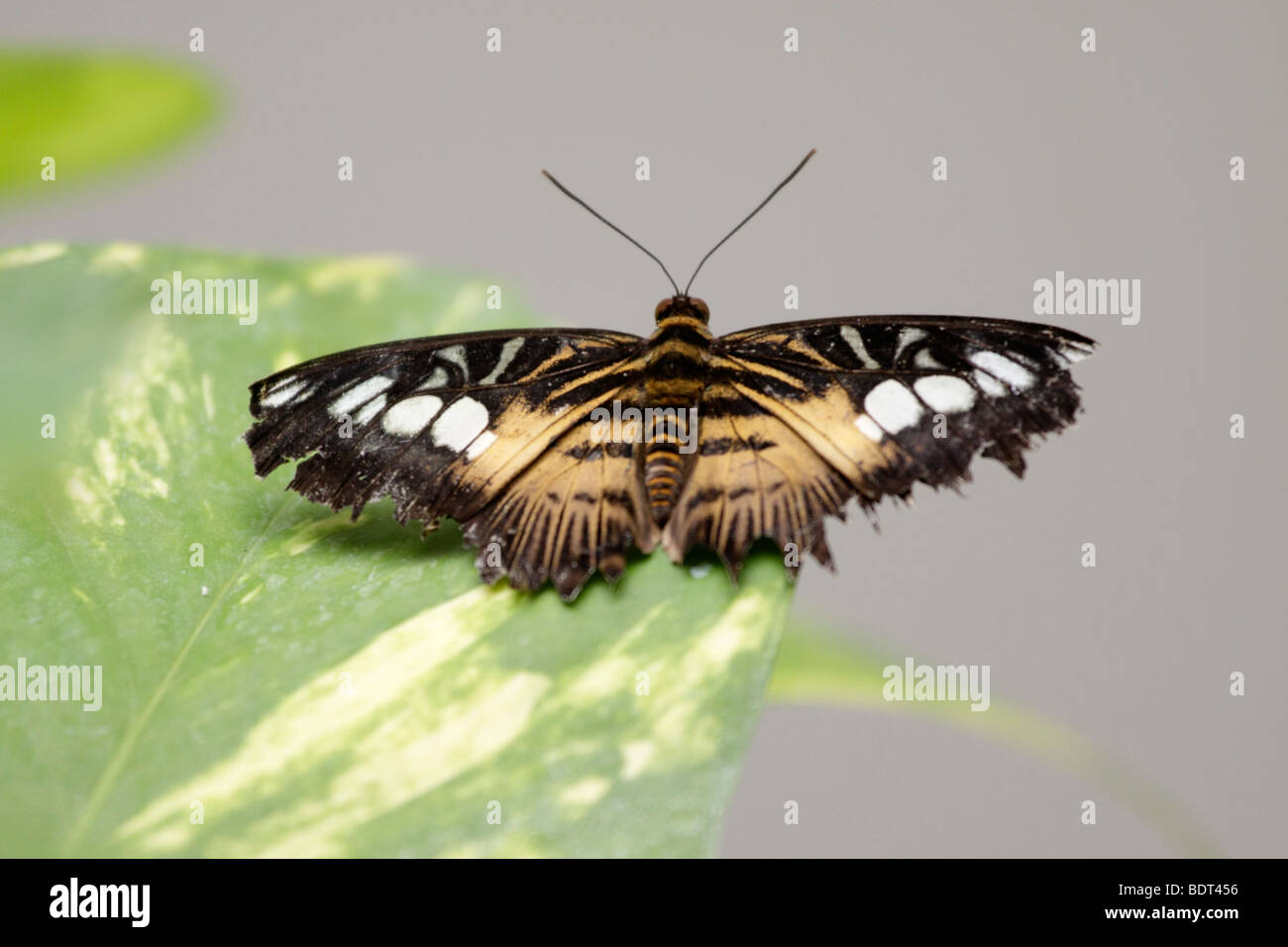 tropical butterfly brown clipper (Parthenos sylvia Stock Photo - Alamy