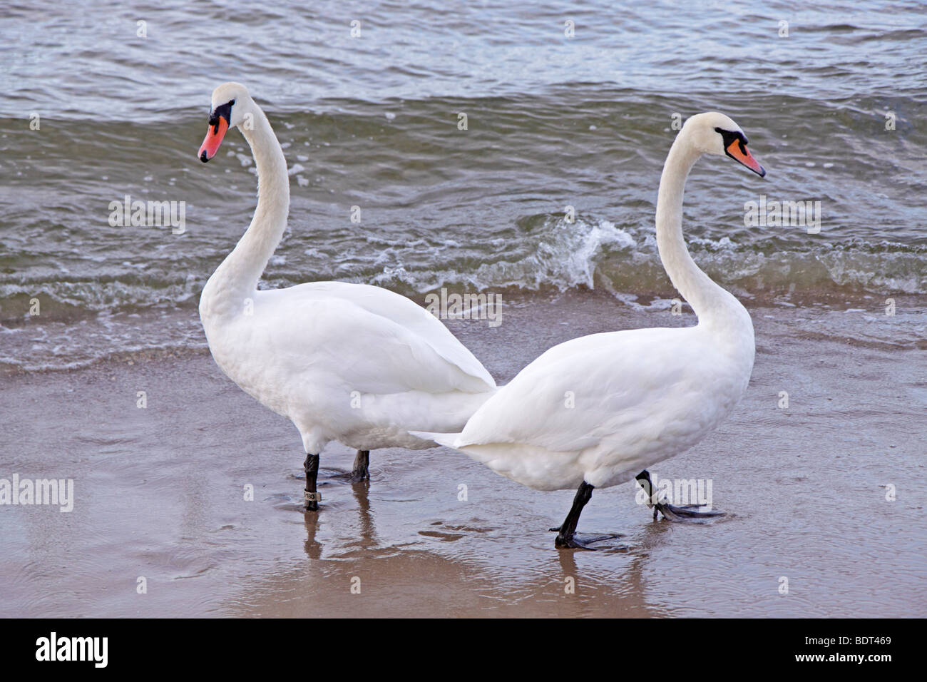 a pair of swans at a beach Stock Photo - Alamy