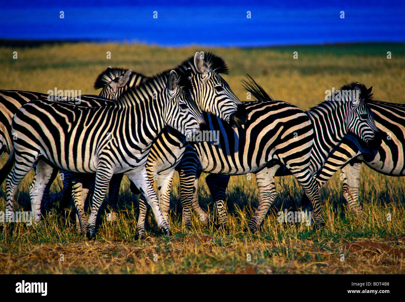 Burchell’s zebra, Bumi Hills Area, Kariba Lake, Mashonaland West ...