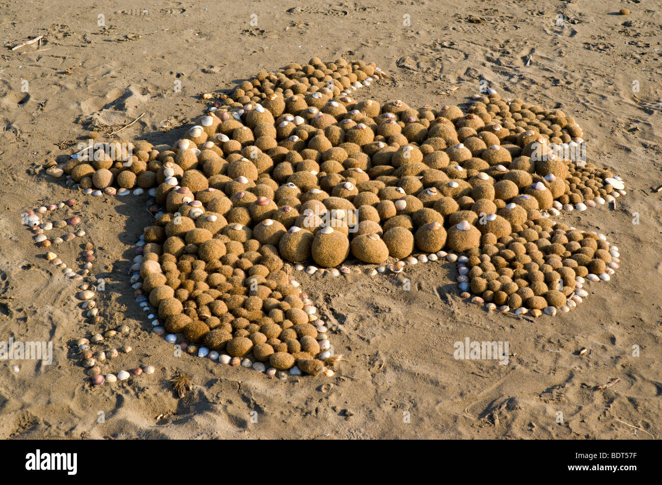 sculpture of turtle made out of seaweed and shells crystal beach ...