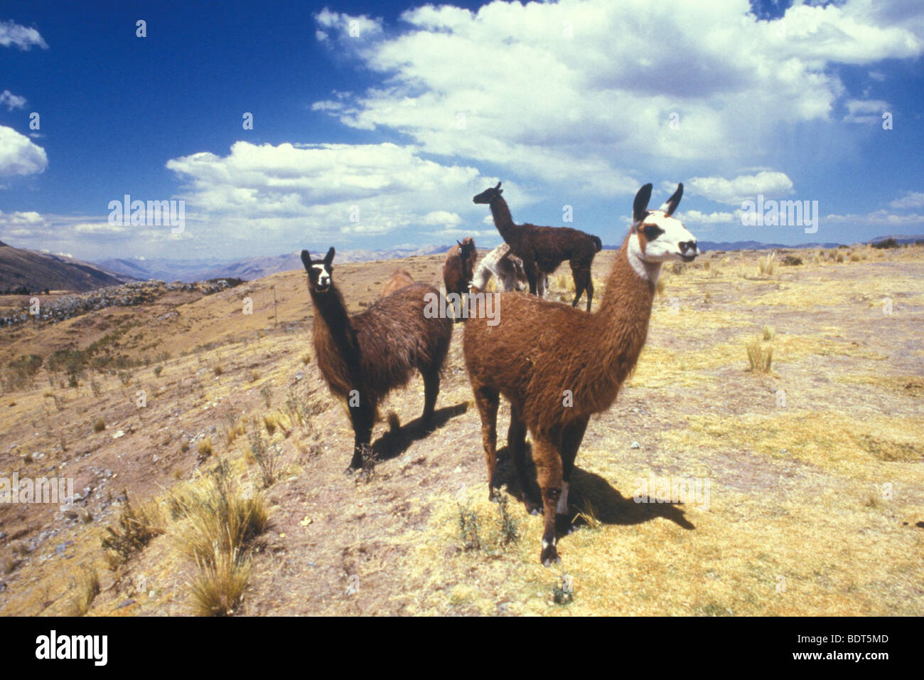 Peru andes farms