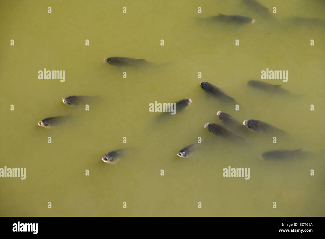 carp dying in low-level pool during dry period, East Fork Des Moines ...