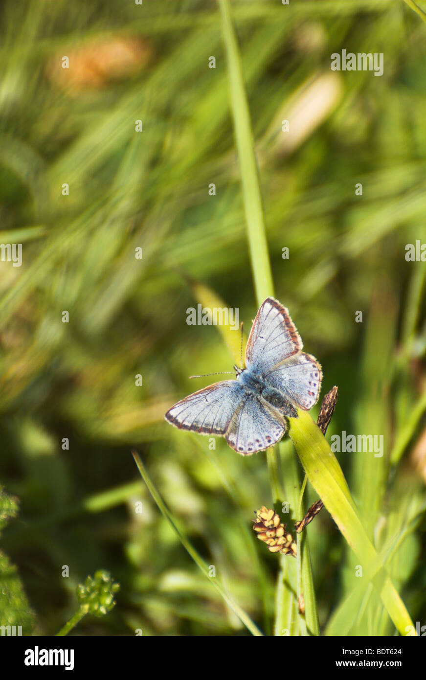 A Chalk Hill Blue butterfly (Lysandra coridon) resting in chalk ...