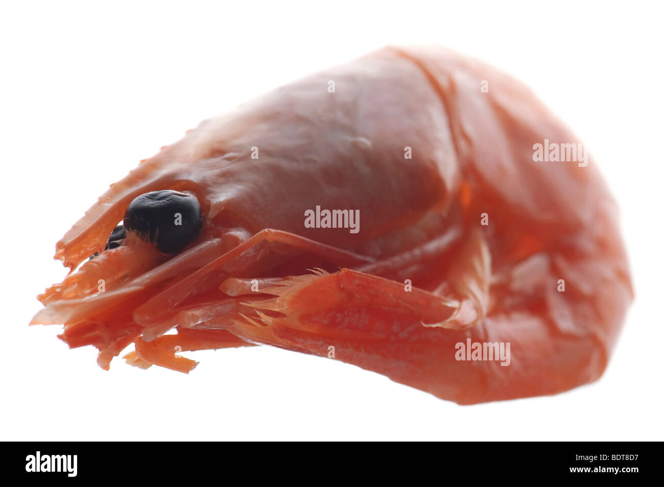 object on white - isolated shrimp close up Stock Photo - Alamy