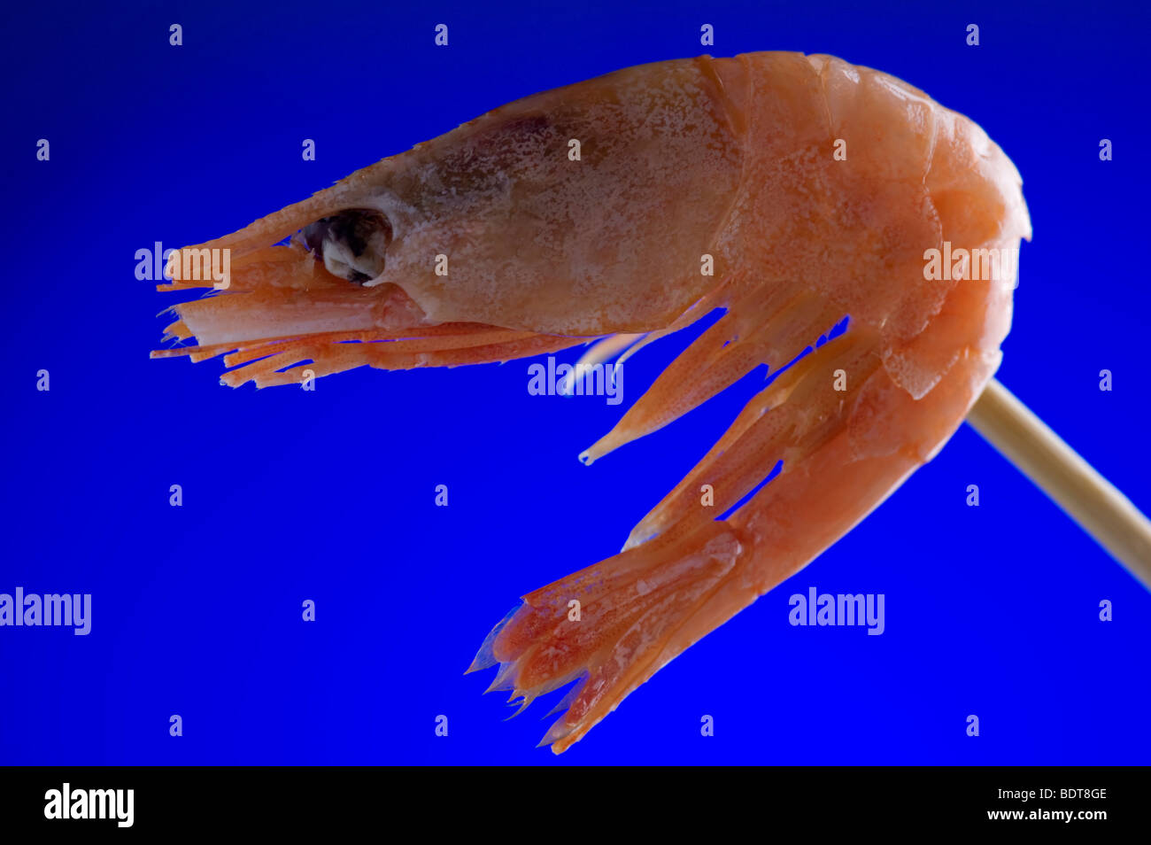 object on blue - shrimp close up Stock Photo - Alamy